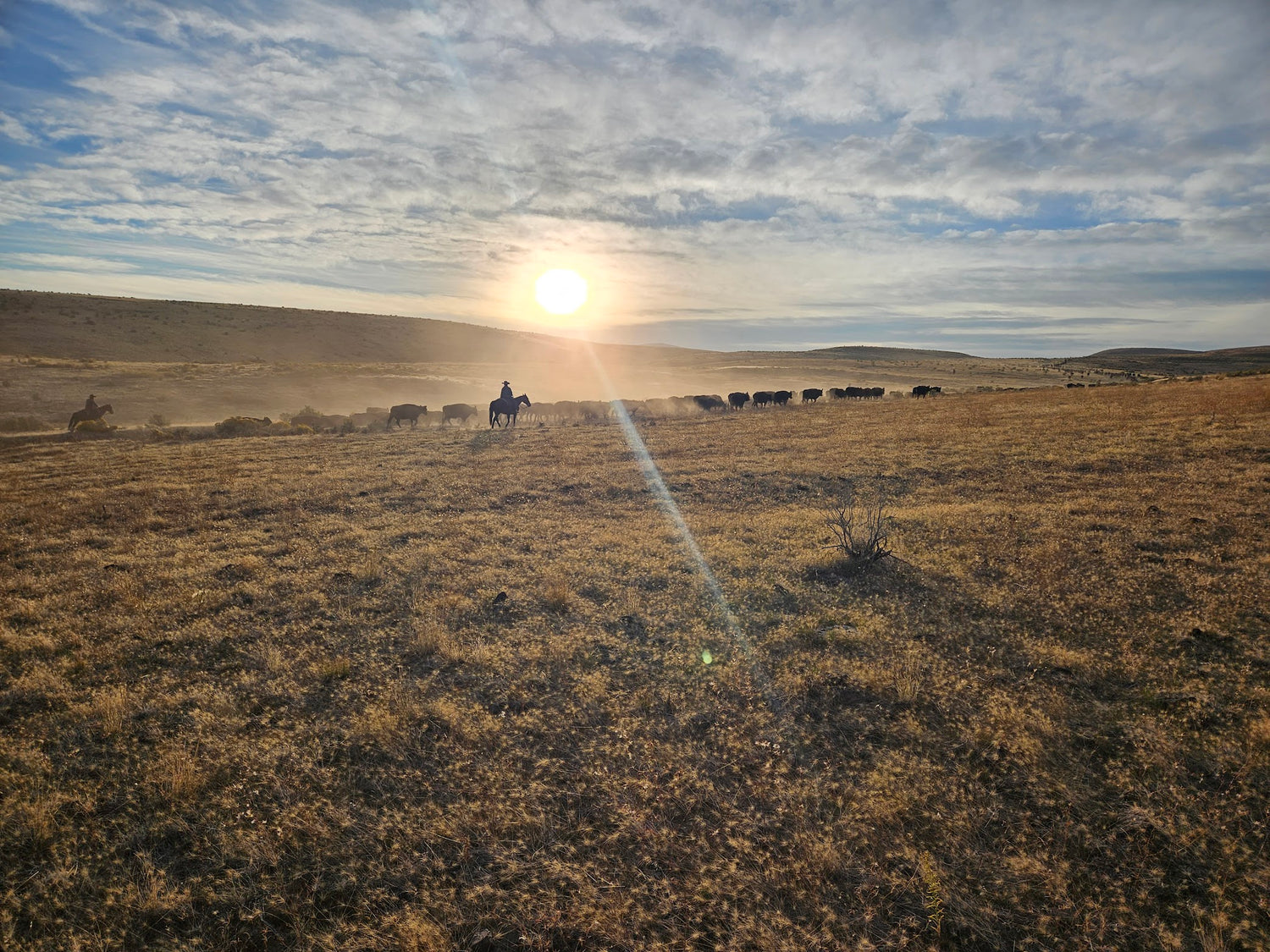 DAAM BEEF LLC – DAAM Beef LLC